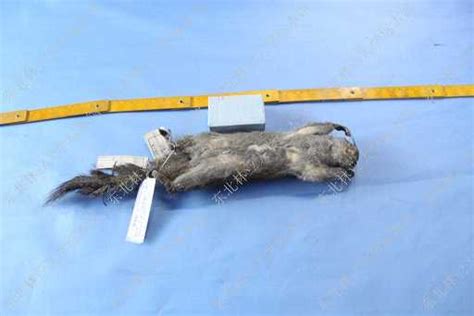 Callosciurus Pygerythrus