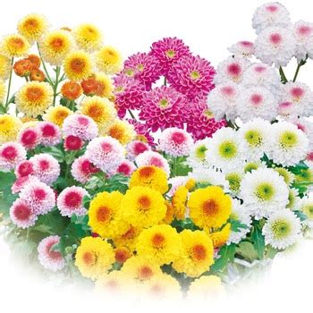 苗二色咲きポンポン菊 1セット 40個 豊幸園 通販モノタロウ