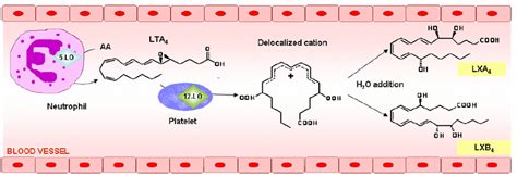 The 5 12 Lo Biosynthetic Pathway Of Lxs See Text For Details