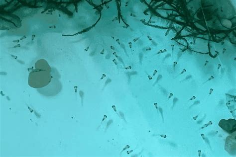 Angelfish Eggs Growth Stages A Day By Day Progress Guide Pet Fish Online