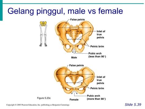 Sistemrangkaanatomifisologihistologipptx