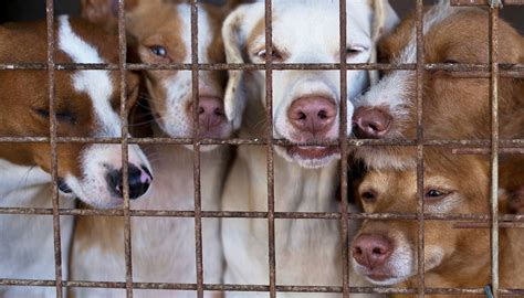 delaware is first and only no kill state with 92 9 percent of its