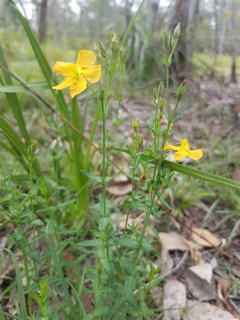 Small St John S Wort Logan Wildflowers List INaturalist