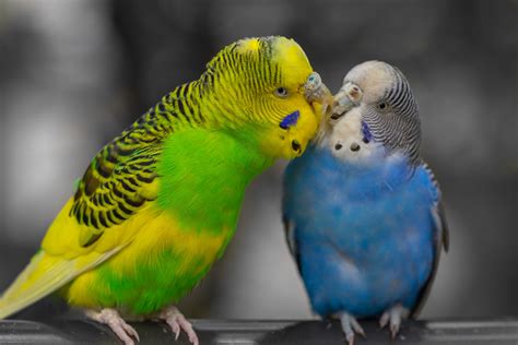 For Budgies Brains Beat Brawn In Mating Game