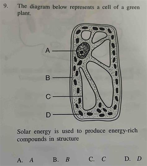 Solved 9 The Diagram Below Represents A Cell Of A Green Plant Solar