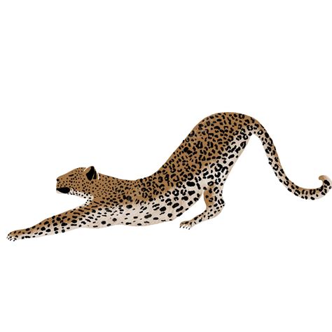 Leopardo De Ilustra O De Chita Png Ilustra O De Chita Ilustra O De Leopardo Chita Se