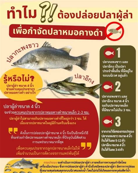 T Live Bangkok 🐟🐟🐟 กรมประมง ใช้ปลาผู้ล่า เช่น