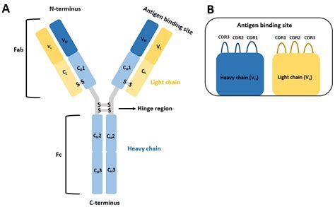 Antibody Fc