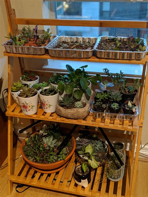 New Plant Display Shelf R Succulents