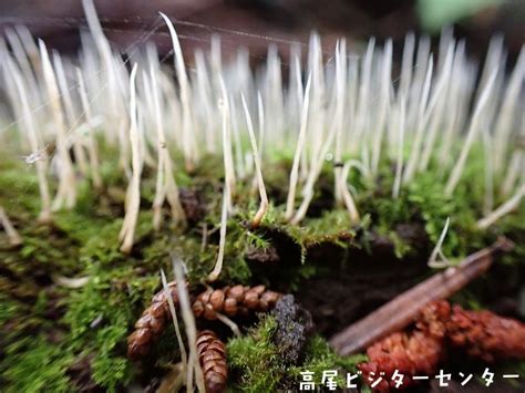 きぬちゃん on Twitter RT takaovc 天気曇 気温19 0 富士山展望 雨間に生き物観察 今日はたくさんの