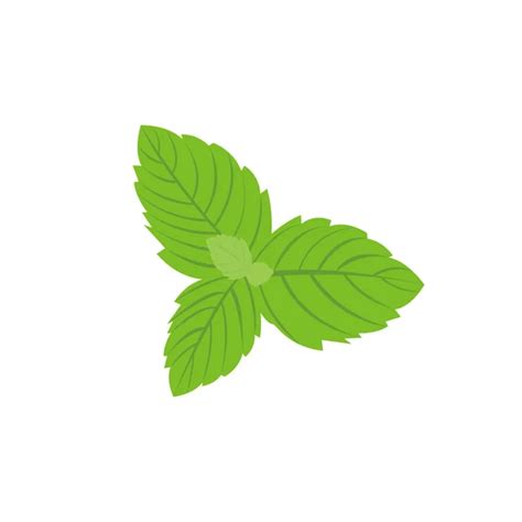 新鮮なミントの葉、ベクトル イラスト — ストックベクター © Natis76 31520733