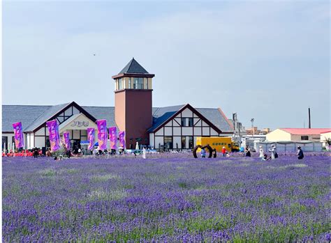 四师可克达拉第四届伊帕尔汗薰衣草文化旅游节开幕 文化润疆 专题 胡杨网2023 兵团胡杨网 新疆兵团新闻门户