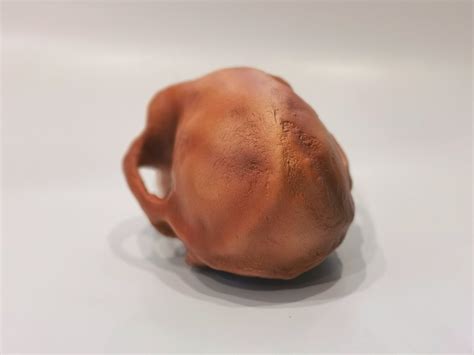 Australopithecus Africanus Skull Replica Full Size 3d Printed Etsy