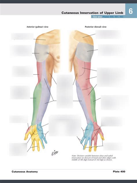 Cutaneous Innervation Of Ue Diagram Quizlet