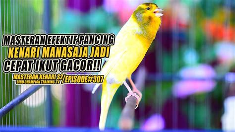 Masteran Suara Burung Kenari Gacor Panjang Cuit Cuit Ngerol Untuk Pancingan Kenari S