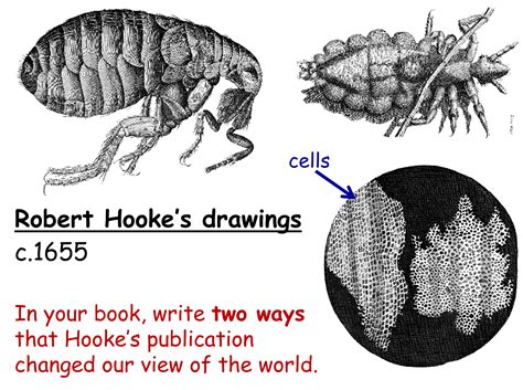 Microscopes And Magnification Year 7 Lesson Powerpoint Ks3 7ac Theory Basics Teaching Resources