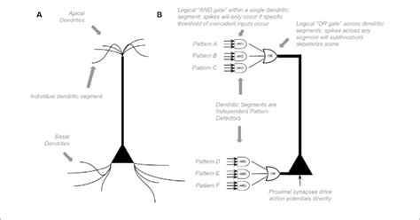Proposed Computations Performed By A Single Pyramidal Neuron A Download Scientific Diagram