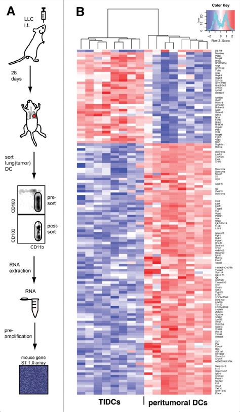 Differential Gene Expression In Cd11b C Tidcs From Lung Tumor Bearing Download Scientific