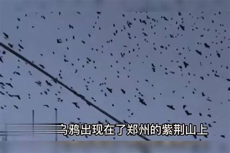 难道是灾难前兆各地动物惊现异常行为究竟预示着什么