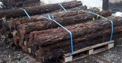Ponga Log 2 0m Each