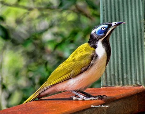 Blue Eyed Honey Eaterbanana Bird Bird Australian Birds Passerine Bird