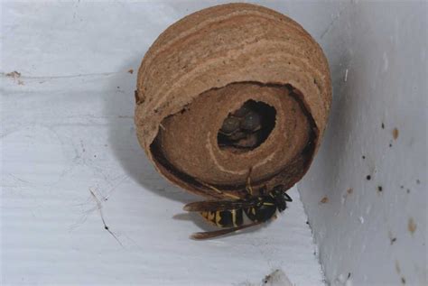 Free Knitting Pattern For Wasp Nest Free Knitting Pattern For Wasp Nest