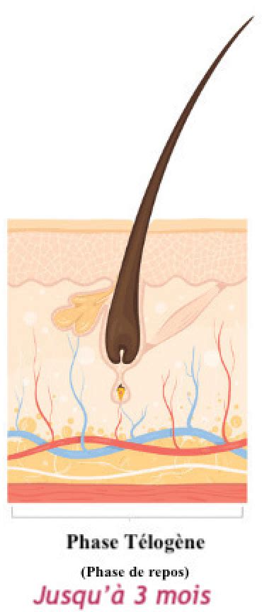 Alopécie androgénétique chez la femme origine et causes