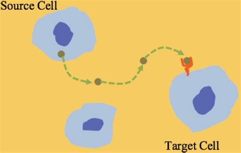 Representation Of Paracrine Signaling Color Figure Can Be Viewed At