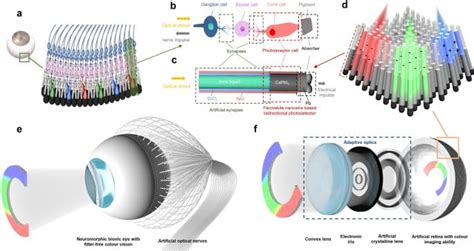 A Neuromorphic Bionic Eye With Filter Free Color Vision Using Hemispherical Perovskite Nanowire