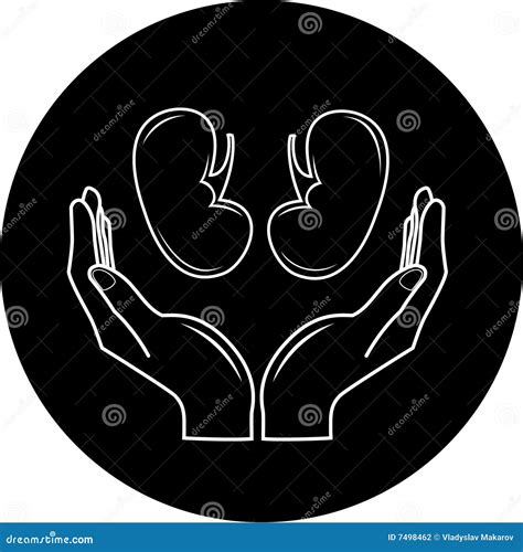 Bescherming Van Nieren Vector Medisch Pictogram Vector Illustratie
