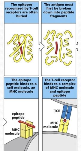 Major Histocompatibility Complex Mhc Flashcards Quizlet