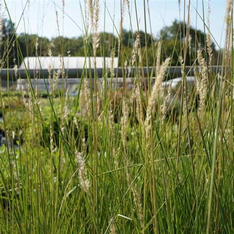 Jda Pennisetum Macrourum