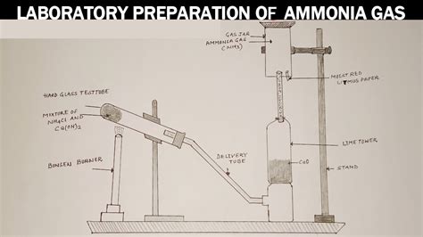 Icse Chemistry Laboratory Preparation Of Ammonia Gas SOLUTION