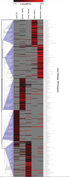 heatmap of unsupervised hierarchical clustering of all gene ontology