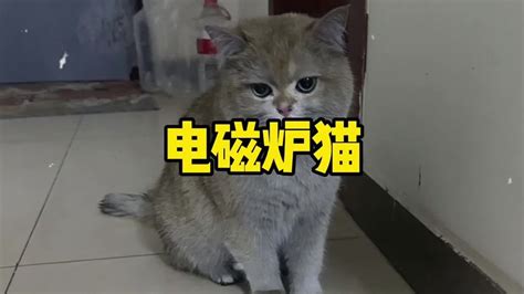 大型纪录片《电磁炉猫》，他是四川最牛批的杀手咪咪 猫咪 Youtube