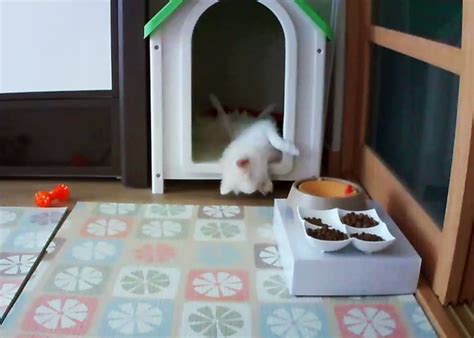 강아지 반려견 분리불안증상과 해결방법 네이버 블로그