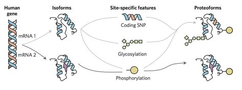 Top Down Proteomics Reveals The Kras Proteoform Landscape In Colorectal