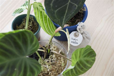 Bouture Plantes Rares Vert Bobo
