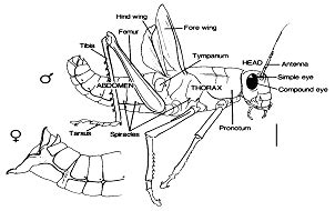 35 Diagram Of A Grasshopper With Label Labels Database 2020