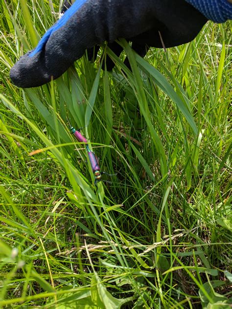 Found These Two Iridescent Bugs Mating In Canada Southwest Manitoba To