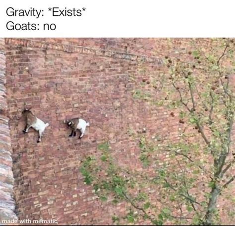 Nope Meme Subido Por Hailtothememeking Memedroid Nope Meme Subido Por Hailtothememeking Memedroid