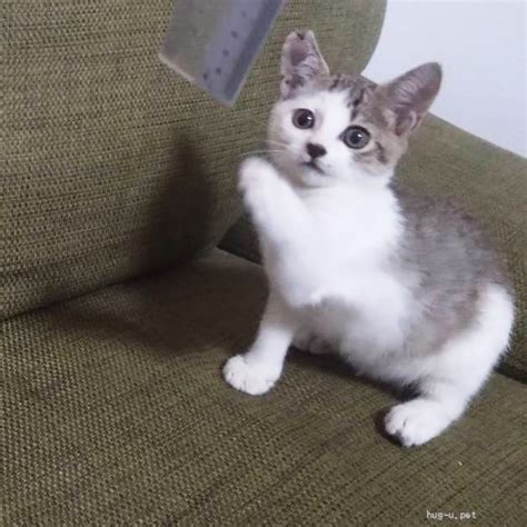 保護活動者：猫を撫でると雪の音茨城県潮来市｜ハグー みんなのペット里親情報