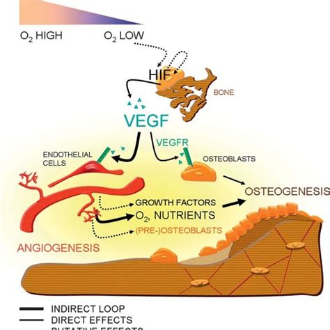 Regulation Of Osteogenesis Angiogenesis Coupling By Hif And Vegf