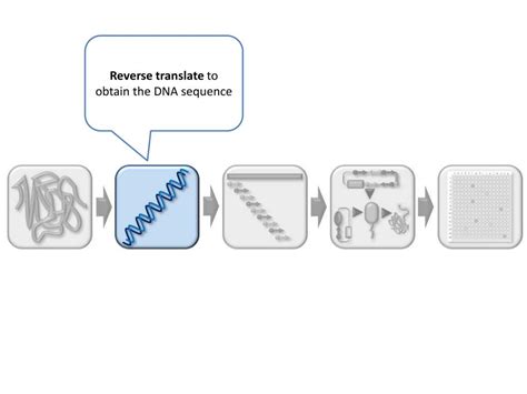 PPT Reverse Translate To Obtain The DNA Sequence PowerPoint Presentation ID