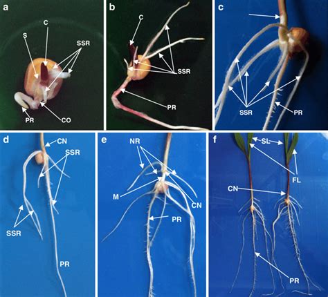 Maize Seed Structure