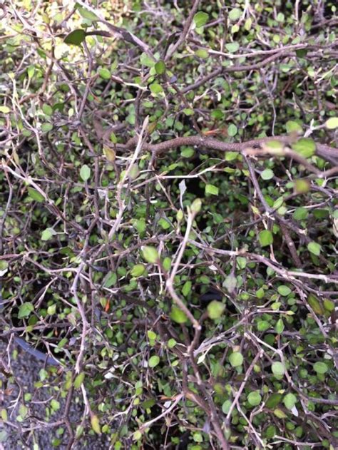 Corokia Wire Netting Bush Hello Hello Plants