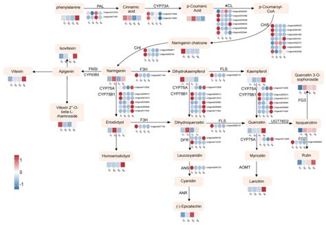 Metabolomic And Transcriptomic Analyses Of Flavonoid Biosynthesis In Dendrobium Devonianum