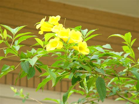 夾竹桃科 Allamanda Cathartica 軟枝黃蟬 頭家國小 校園植物 潘立傑 Lichieh Pan Flickr