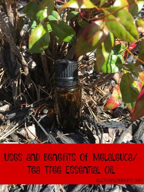Uses And Benefits Of Melaleuca Essential Oil