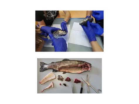 Praktična nastava biologije Gimnazija Jovan Dučić Doboj